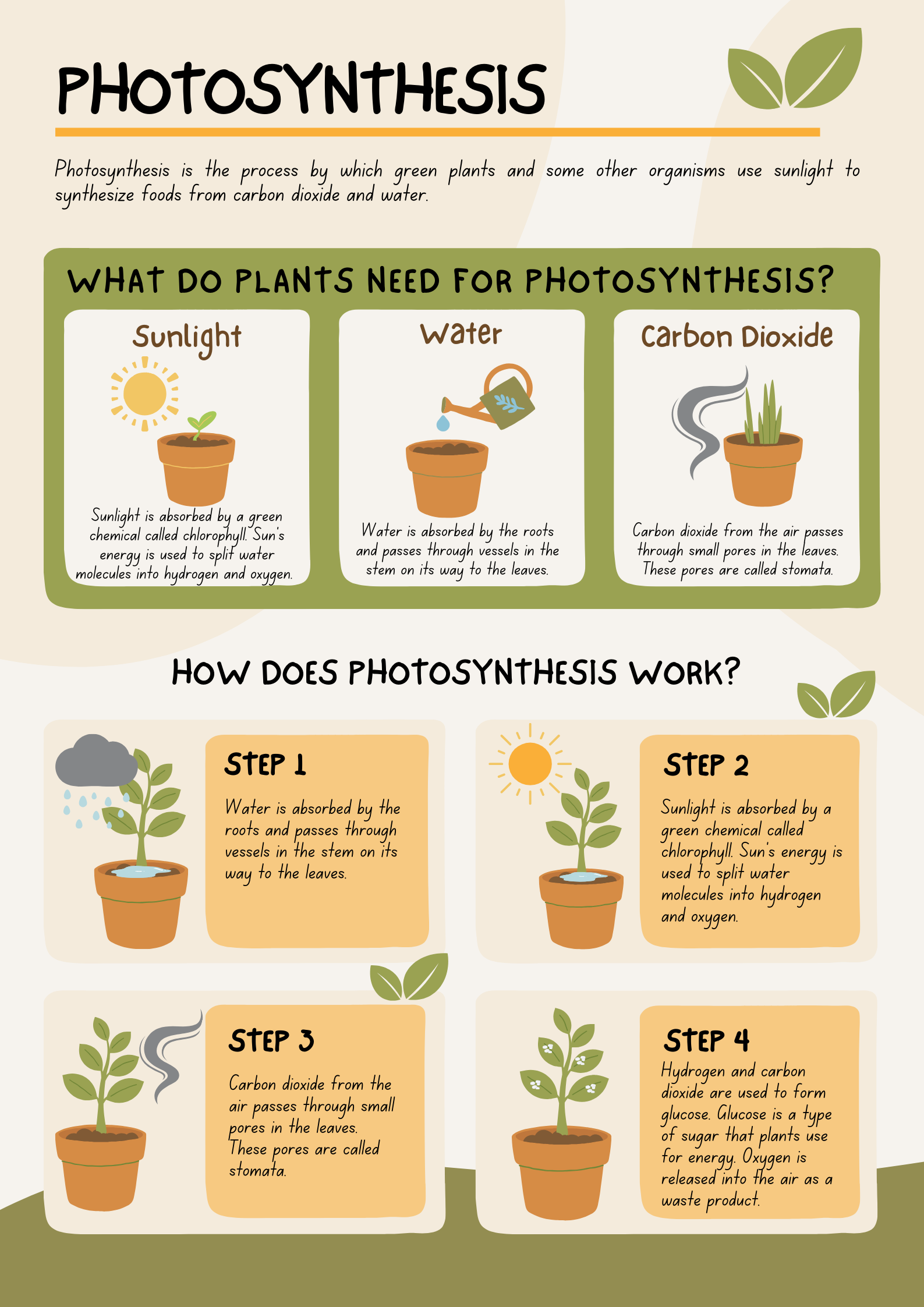 Photosynthesis Science Poster – Prophet Tales